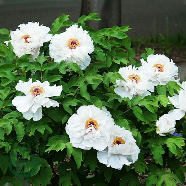 Fragrant Jade – Natures Bulb Market