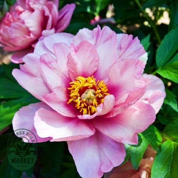 ITOH Pink Double Dandy – Natures Bulb Market