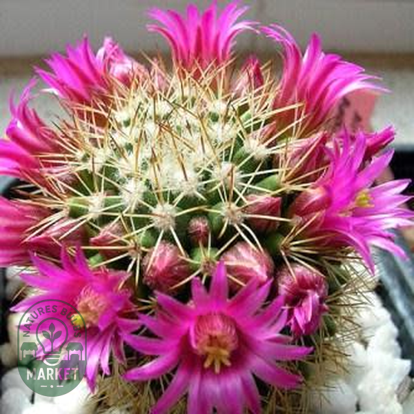 Premium Cactus Seeds - Easy Growing Desert Plants | Natures Bulb Market