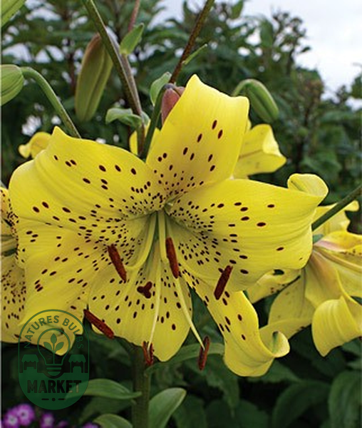 Pearl Jennifer – Natures Bulb Market