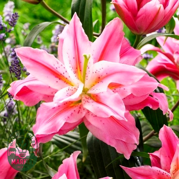 Roselily Felicia – Natures Bulb Market