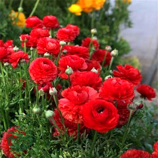 Bicolor Anemone Bulbs - Spring Flowering Garden Plants – Natures Bulb ...