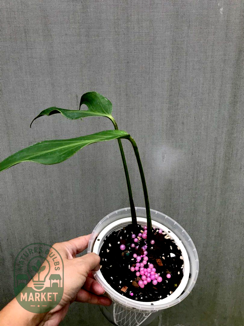 Philodendron Burle Marx Flame - Vibrant Tropical Houseplant – Natures ...