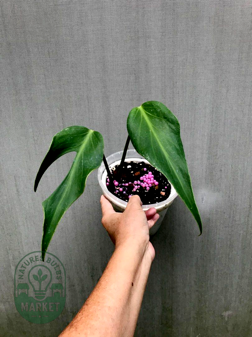 Philodendron Burle Marx Flame - Vibrant Tropical Houseplant – Natures ...