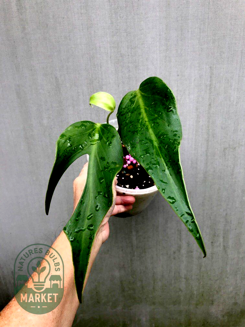 Philodendron Burle Marx Flame - Vibrant Tropical Houseplant – Natures ...