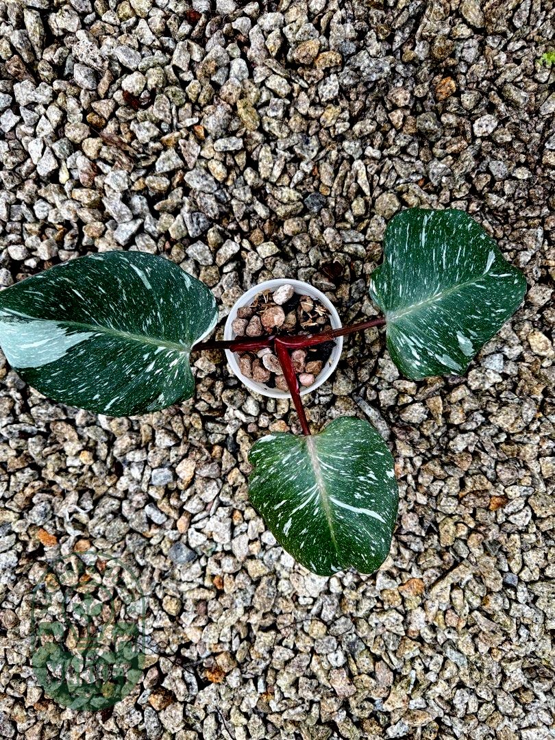 Philodendron White Knight Marble King – Ultra-Rare White Variegated ...