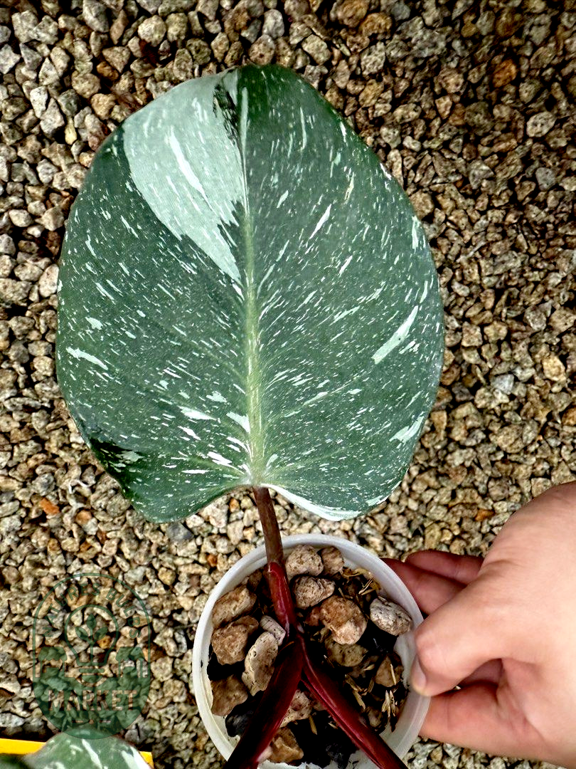 Philodendron White Knight Marble King – Ultra-Rare White Variegated ...