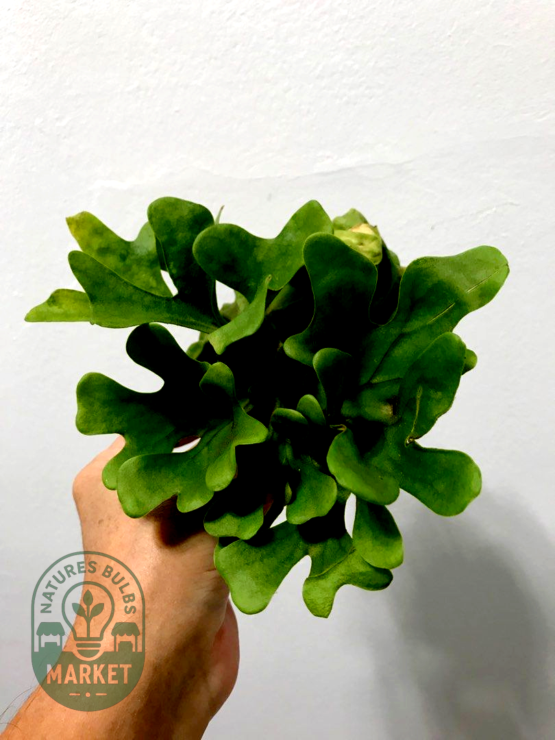 Platycerium ridleyi Dwarf – Rare Compact Staghorn Fern | Natures Bulb ...